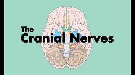 How To Remember The Cranial Nerves Mnemonic Medzcool Youtube