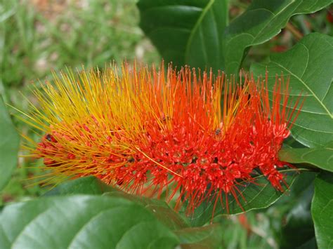 How To Grow Combretum Rotundifolium Earthone