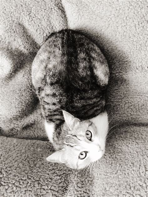 무료 이미지 검정색과 흰색 화이트 착한 애 고양이 새끼 고양이 같은 단색화 스케치 그림 머리 영상 치료법 흑백 사진 인간 위치 1814x2417