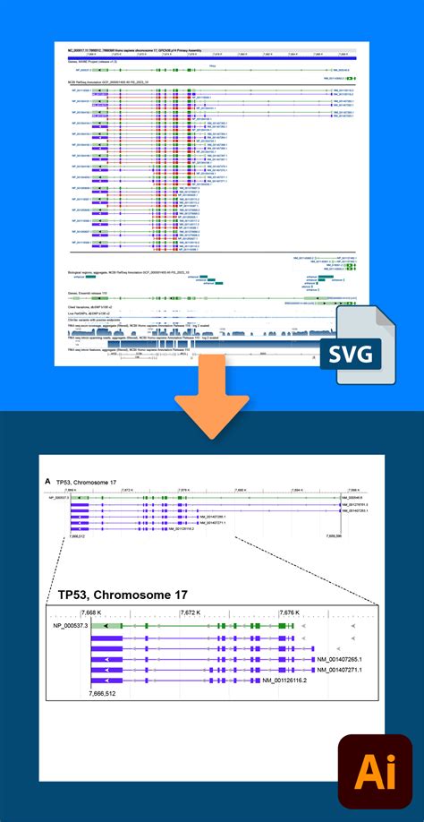 How To Make And Improve Data Visualizations In Illustrator Simplified Science Pro