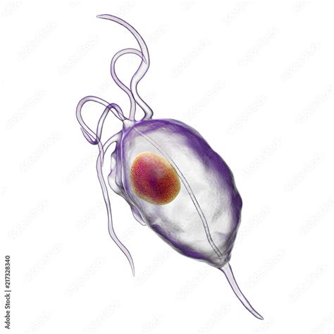 Trichomoniasis Women