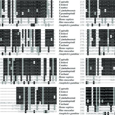 Sequence Alignment Of Serine Protease From Trichinella Spiralis