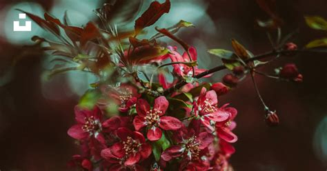 나뭇가지에 있는 붉은 꽃 한 다발 사진 Unsplash의 무료 미시간 이미지