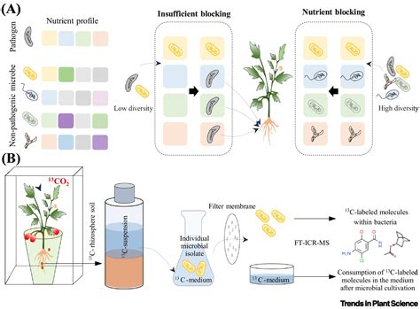 Microbial Ecology