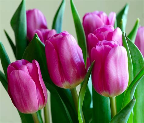 튤립 꽃 블 룸 Pixabay의 무료 사진