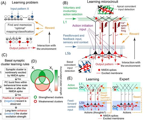Figure From An Operating Principle Of The Cerebral Cortex And A Cellular Mechanism For