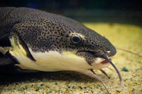 Premium Photo Spotted Catfish Head Close Up The Catfish Lies On A