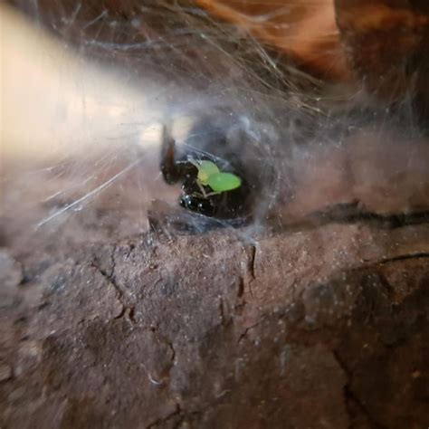 Shes Eating Her Gummy Bug Upside Down 😅 Rjumpingspiders