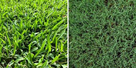 St Augustine Grass Vs Bermuda Grass