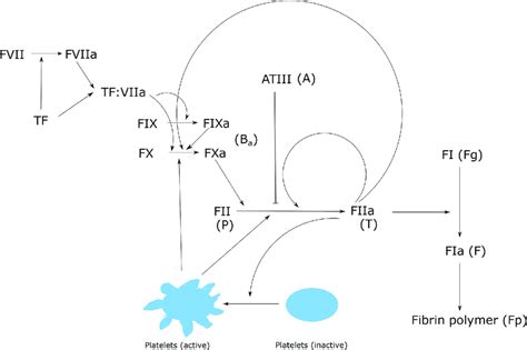 Schematic Representation Of The Part Of The Coagulation Cascade Download Scientific Diagram
