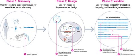 Aav Vector Development Boosted By Hifi Sequencing Eremid Genomic Services