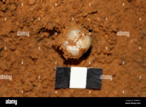 Gigantopithecus Blacki Brain Size