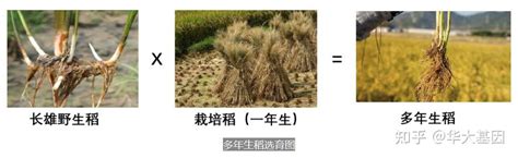华大助力推广！多年生稻成为国家农业农村部重点推介产品 知乎