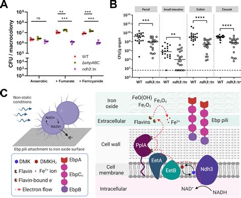 Role Of Sortase Assembled Ebp Pili In Enterococcus Faecalis Adhesion To Iron Oxides And Its