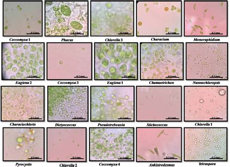 Morphological Identification Of The Genera Of Selected Microalgae At Download Scientific