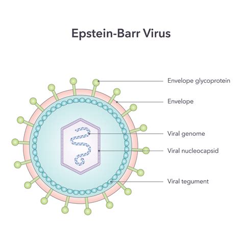 Epstein Barr Virus Vector Illustration Graphic Diagram 35209891 Vector
