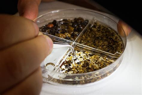 Go Learn About River Bugs The Concord Insider