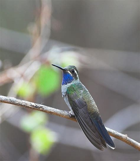 Blue Throated Hummingbird