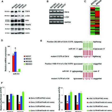 Cbl B And C Cbl Were The Targets Of Mir 141 In Gastric Cancer Cells