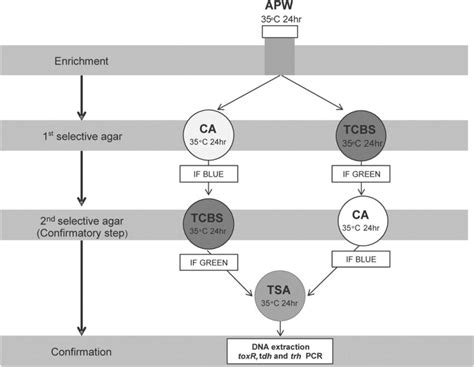 Flow Chart Of Vibrio Parahaemolyticus Most Probable Number Detection Download Scientific