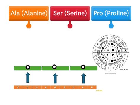 Mrna Decoding 2 Labelled Diagram