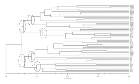 UPGMA Dendrogram Based On SSR Profiles Obtained From Maize Ecotypes Download Scientific