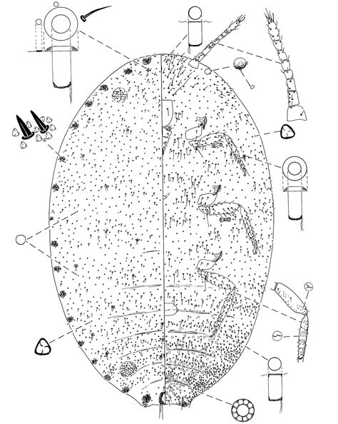 Figura 25 In Revisión Taxonómica De Pseudococcus Westwood Hemiptera