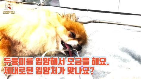 두둥이를 입양해서 모금을합니다 제대로된 입양처가 맞나요 YouTube