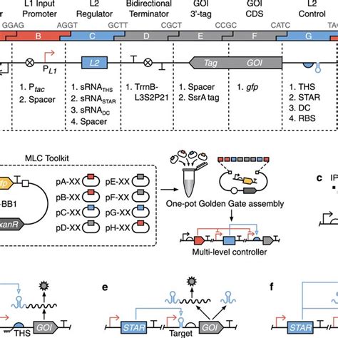 Combinatorial Assembly Of Gene Expression Controllers A Summary Of The