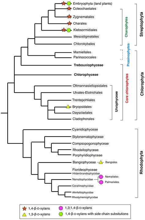 Xylans Of Red And Green Algae What Is Known About Their Structures And