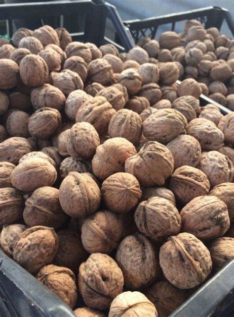 Саженцы грецкого ореха бахчисарайский купить в Москве по цене от 1000 ...