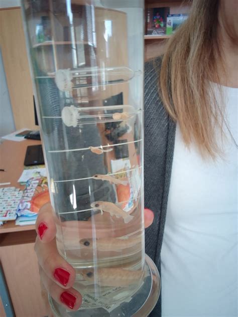 Наши мали гости Основна школа Ратко Митровић