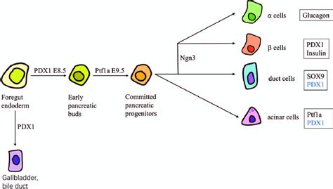 Lineage Decisions During Pancreas Development Transcription Factors