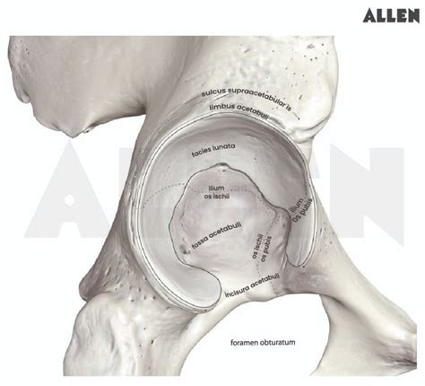 Acetabulum Function Types And Faqs