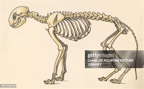 Cat Skeleton Diagram