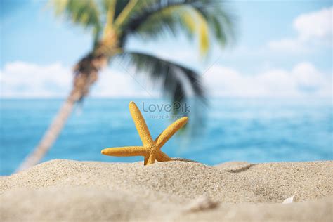 바다 조개 사진 무료 다운로드 Lovepik