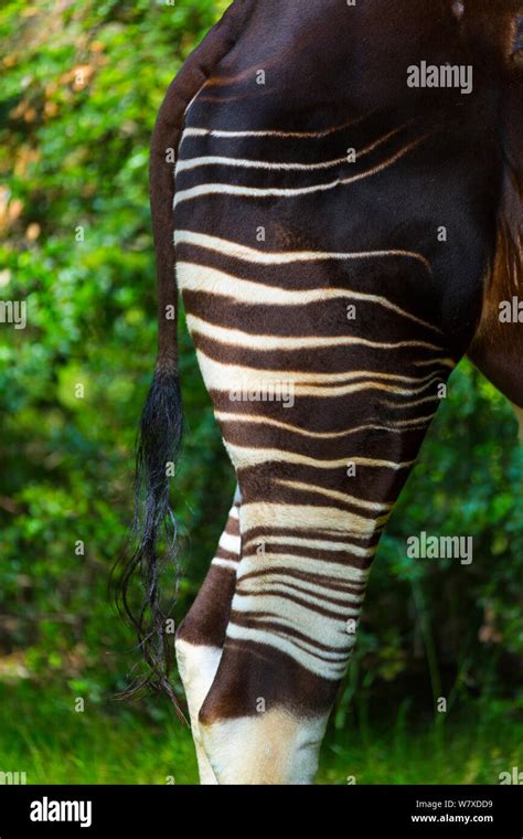 Okapi Okapia Johnstoni Close Up Of Stripes On Hind Legs Captive Occurs In Ituri Rainforest