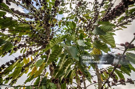 람동 베트남의 로부스타 커피 나무 잘 익은 과일이 가득한 커피 나무 나뭇가지에 잘 익은 붉은 커피 나무 열매 수확 준비가 된 커피 0명에 대한 스톡 사진 및 기타 이미지