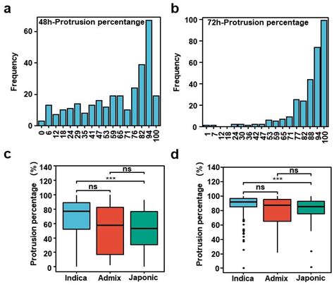Rice Seed Protrusion Quantitative Trait Loci Mapping Through Genome Wide Association Study