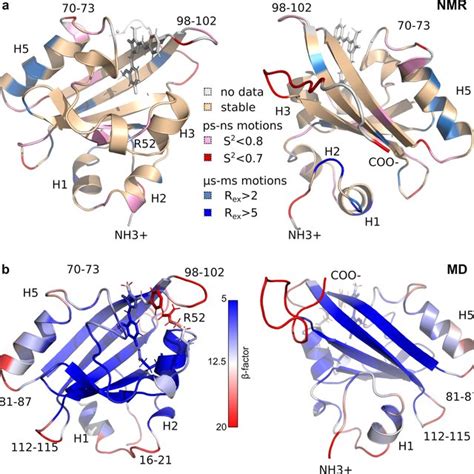 Dynamics Of Fastn871b Complex A The Nmr Derived Spatial Structure Of Download Scientific