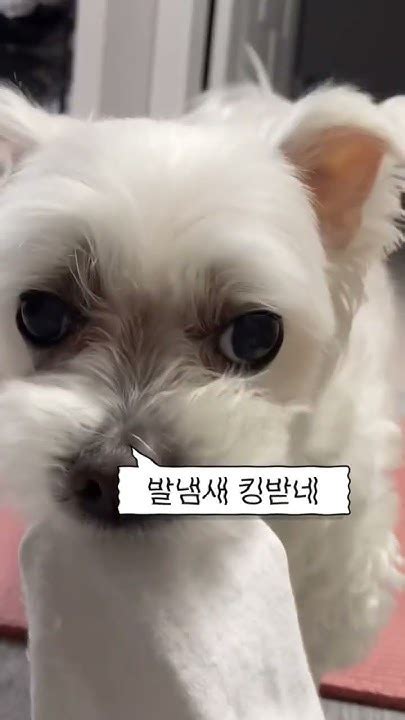 견주 기강 잡는 강아지 Youtube