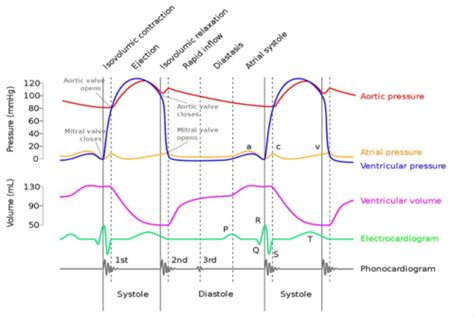 Iabp Flashcards Quizlet