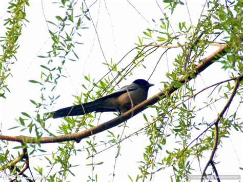 小鸟和树摄影图鸟类生物世界摄影图库昵图网