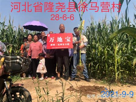 玉米用什么肥料能高产玉米高产施肥技术要点 知乎