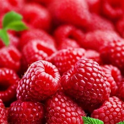 Малина Вилламет 🍓 - купить саженцы в Украине | FLORIUM.UA