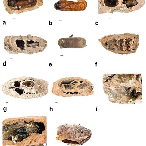 Nest Structures And Cocoon Types Of Secondary Tenants That Nest Inside
