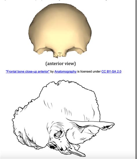 Skull Frontal And Temporal Bone Markings Diagram Quizlet