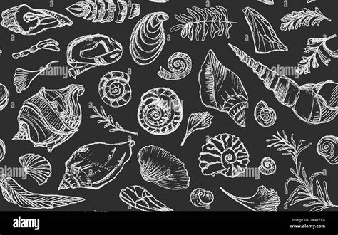 Isolated White Chalk Contour Seashells And Plants Seamless Pattern Hand Drawn Ocean Shell Or