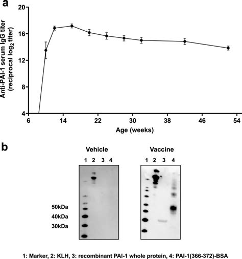 纤溶酶原激活物抑制剂 1 不是 Sars Cov 2 感染小鼠模型恶化的主要致病因素 Scientific Reports X Mol