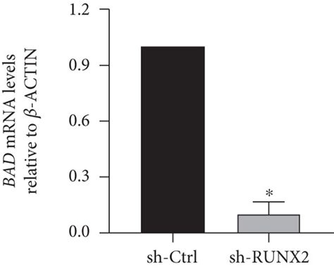 Knockdown Of Runx2 And Proapoptotic Gene Expression Levels Bad And
